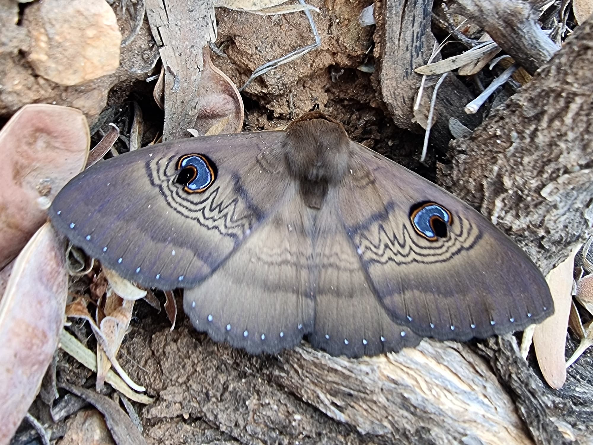 Southern Moon Moth (Dasypodia selenophora) – Ausemade