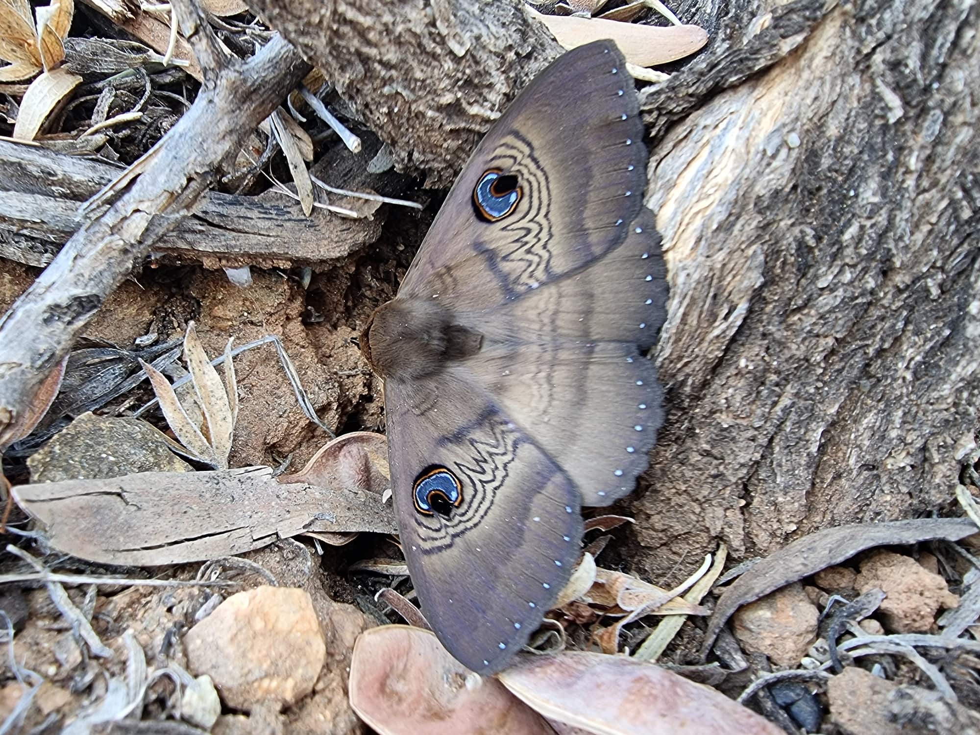 Southern Moon Moth (Dasypodia selenophora) – Ausemade