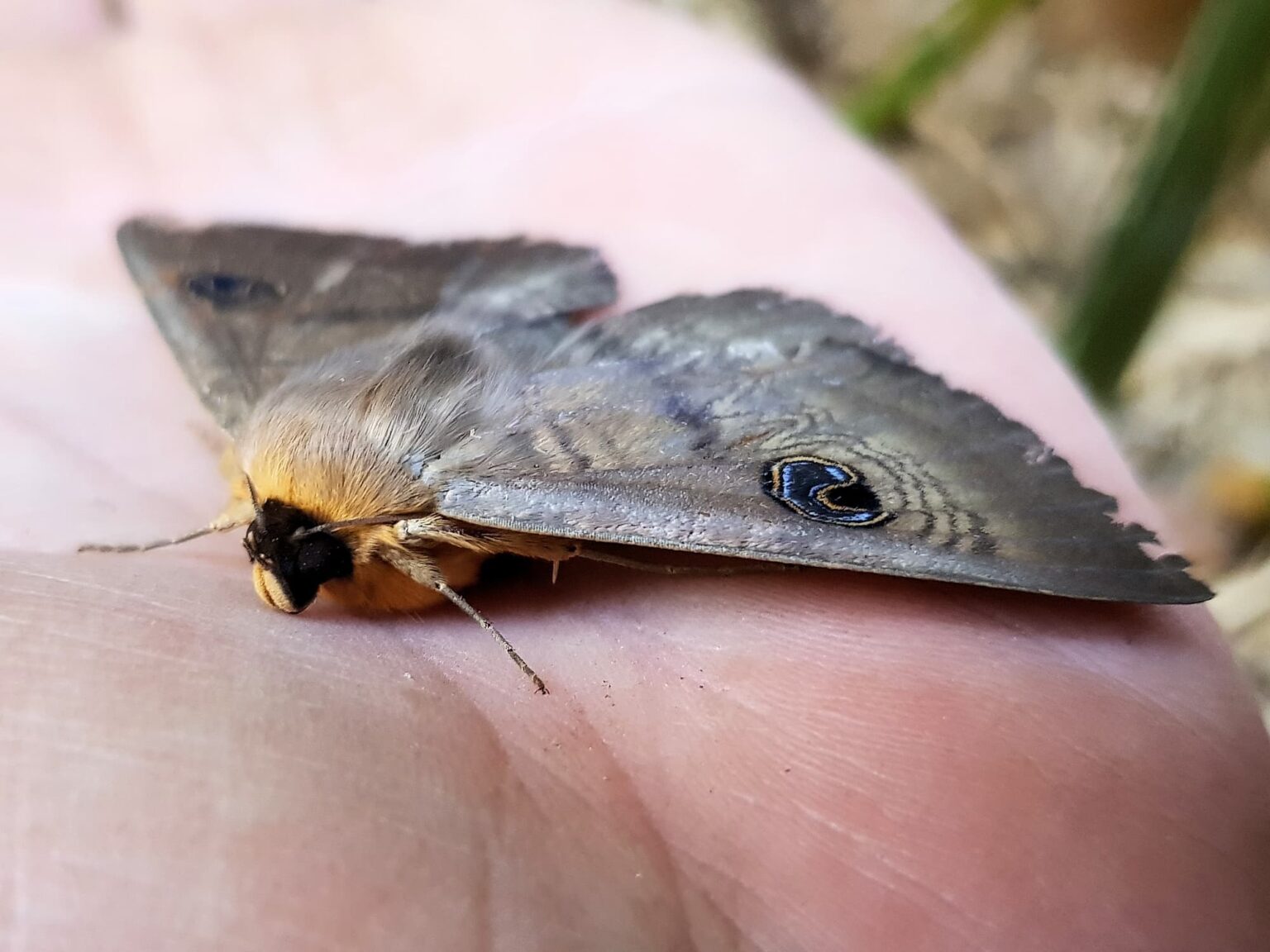 Dasypodia selenophora (Southern Old Lady Moth) – Ausemade