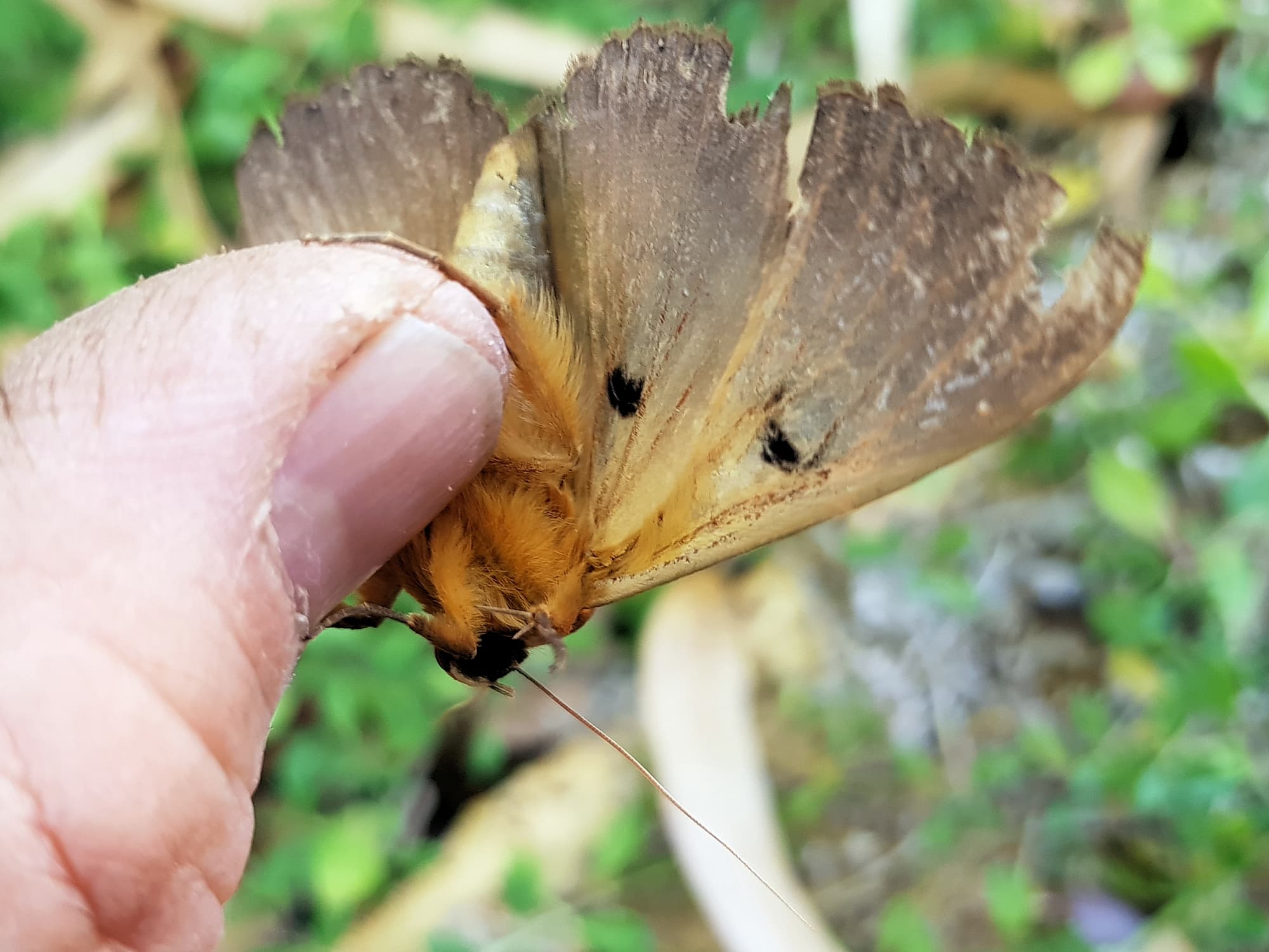 Dasypodia selenophora (Southern Old Lady Moth) – Ausemade