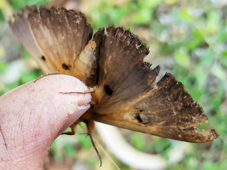 Dasypodia selenophora (Southern Old Lady Moth) – Ausemade