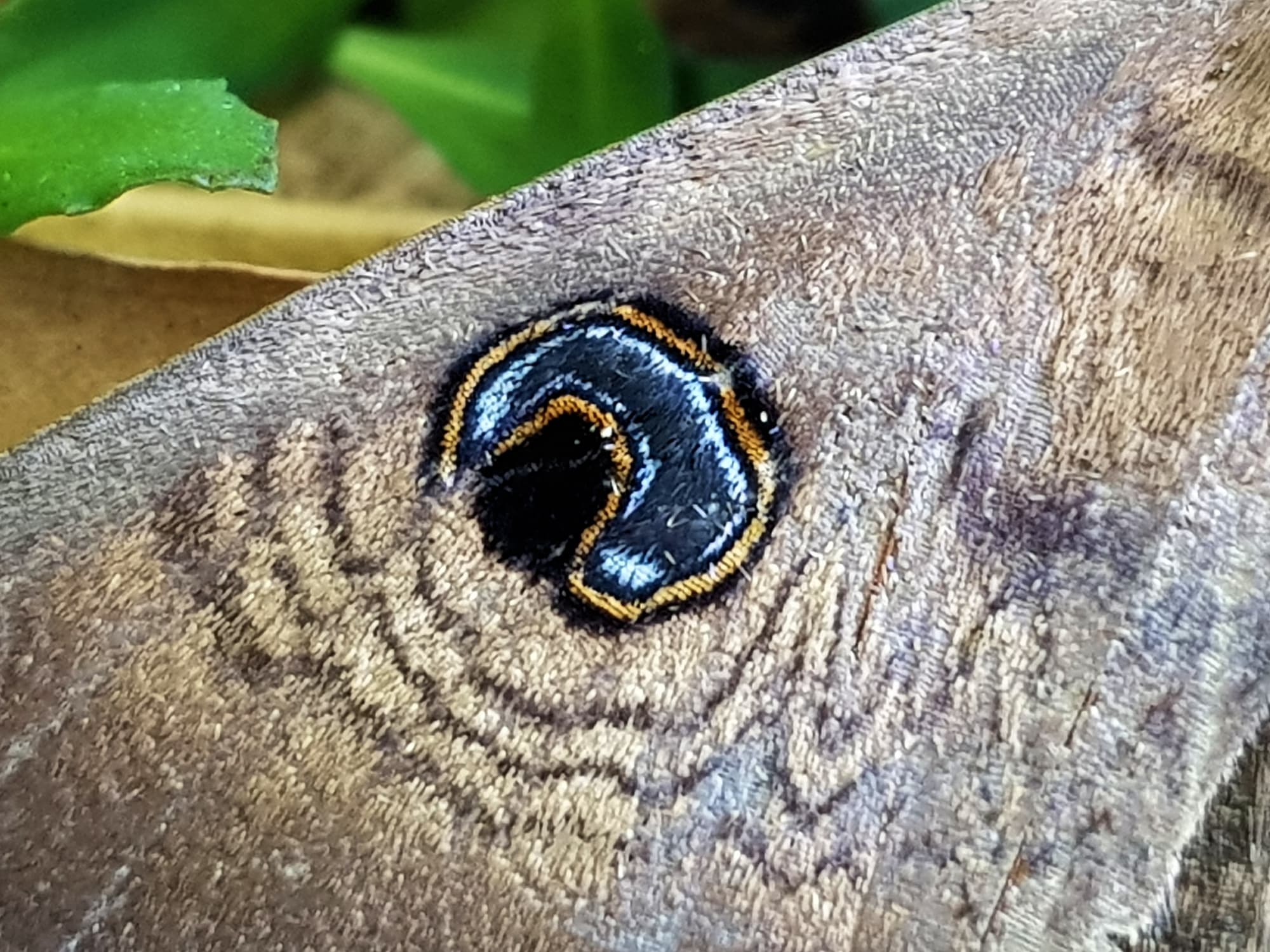 Dasypodia selenophora (Southern Old Lady Moth) – Ausemade