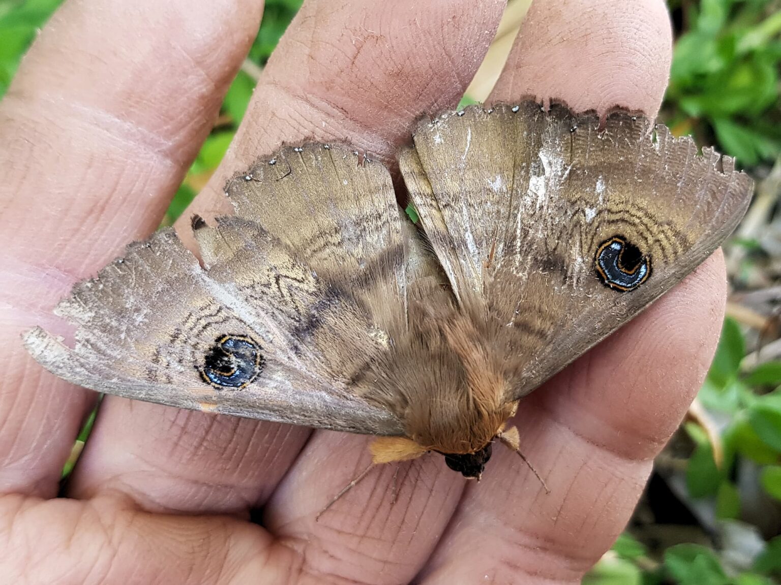Dasypodia selenophora (Southern Old Lady Moth) – Ausemade
