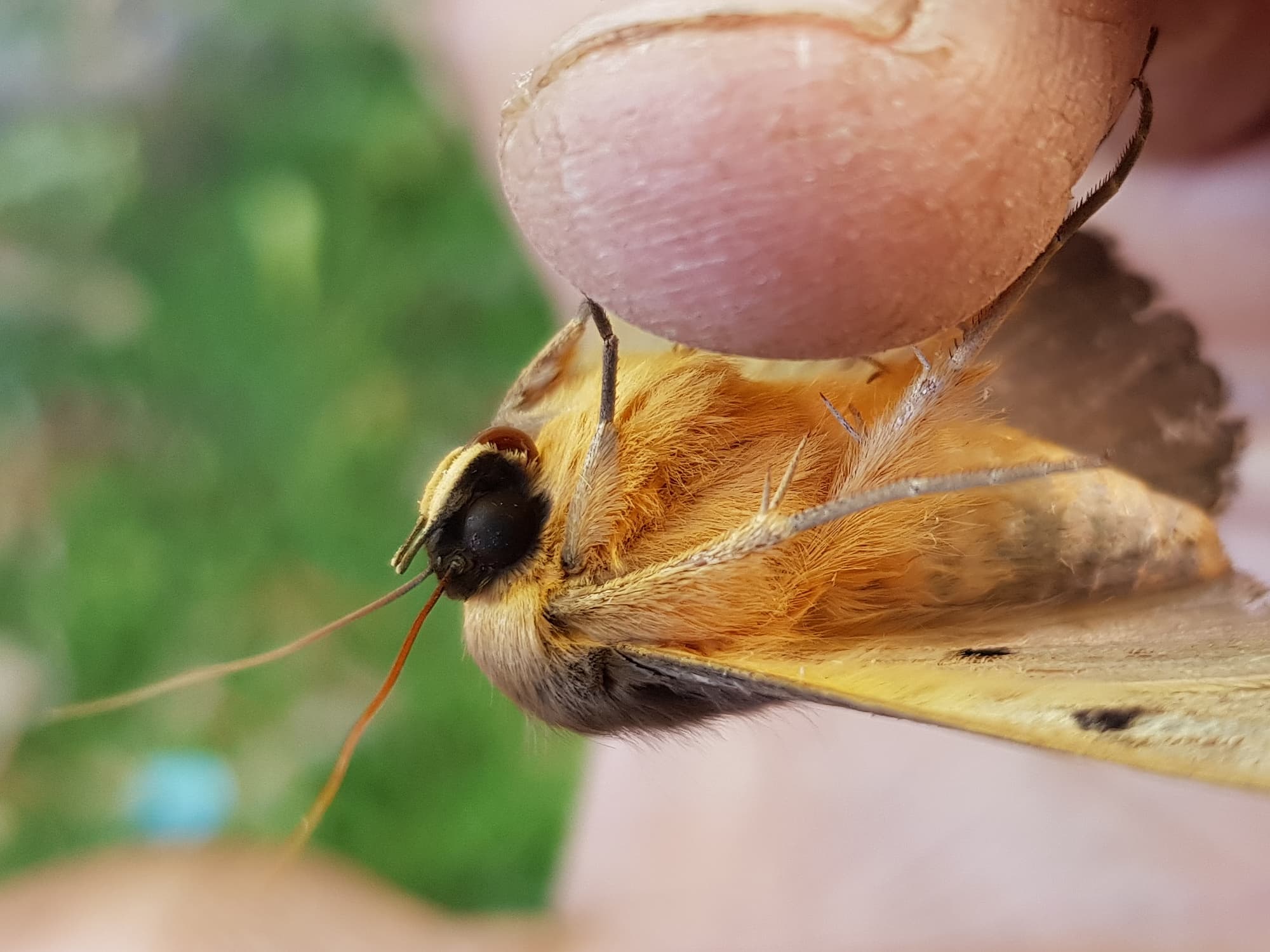 Dasypodia selenophora (Southern Old Lady Moth) – Ausemade