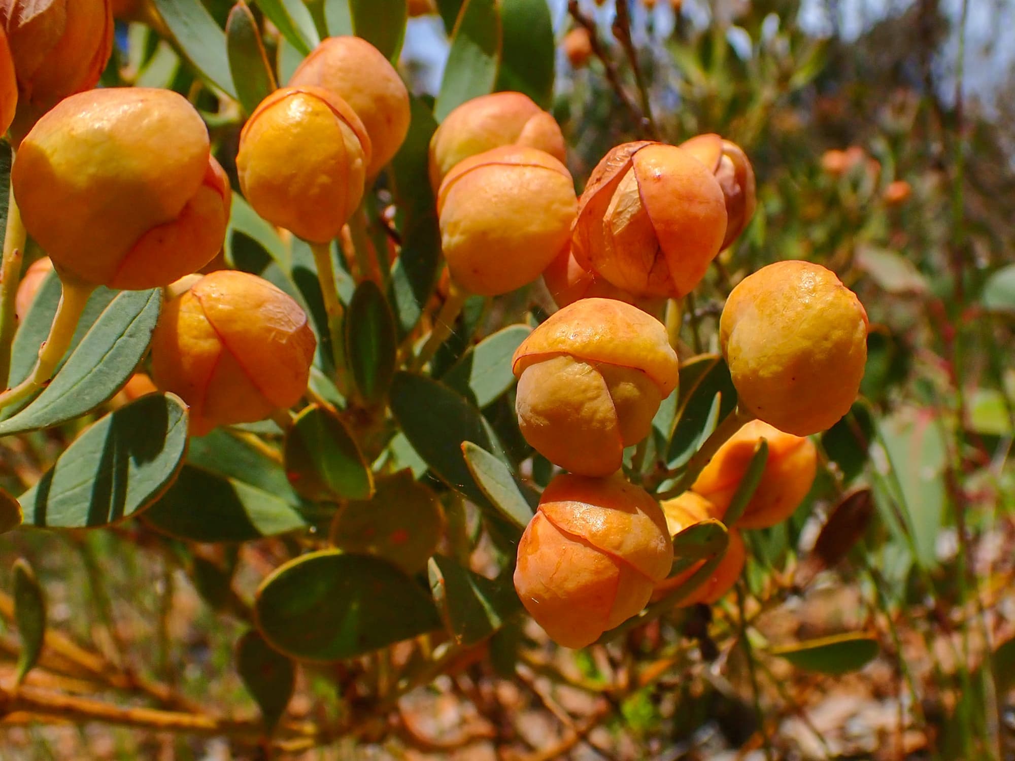 Daviesia oppositifolia (Rattle-pea) – Ausemade