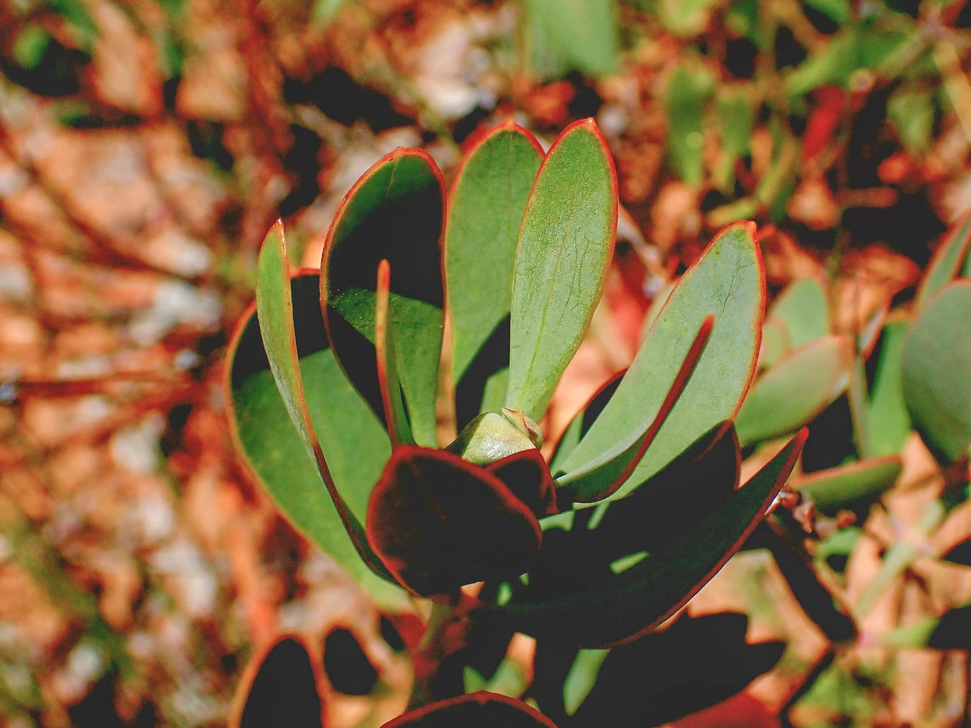 Daviesia oppositifolia (Rattle-pea) – Ausemade