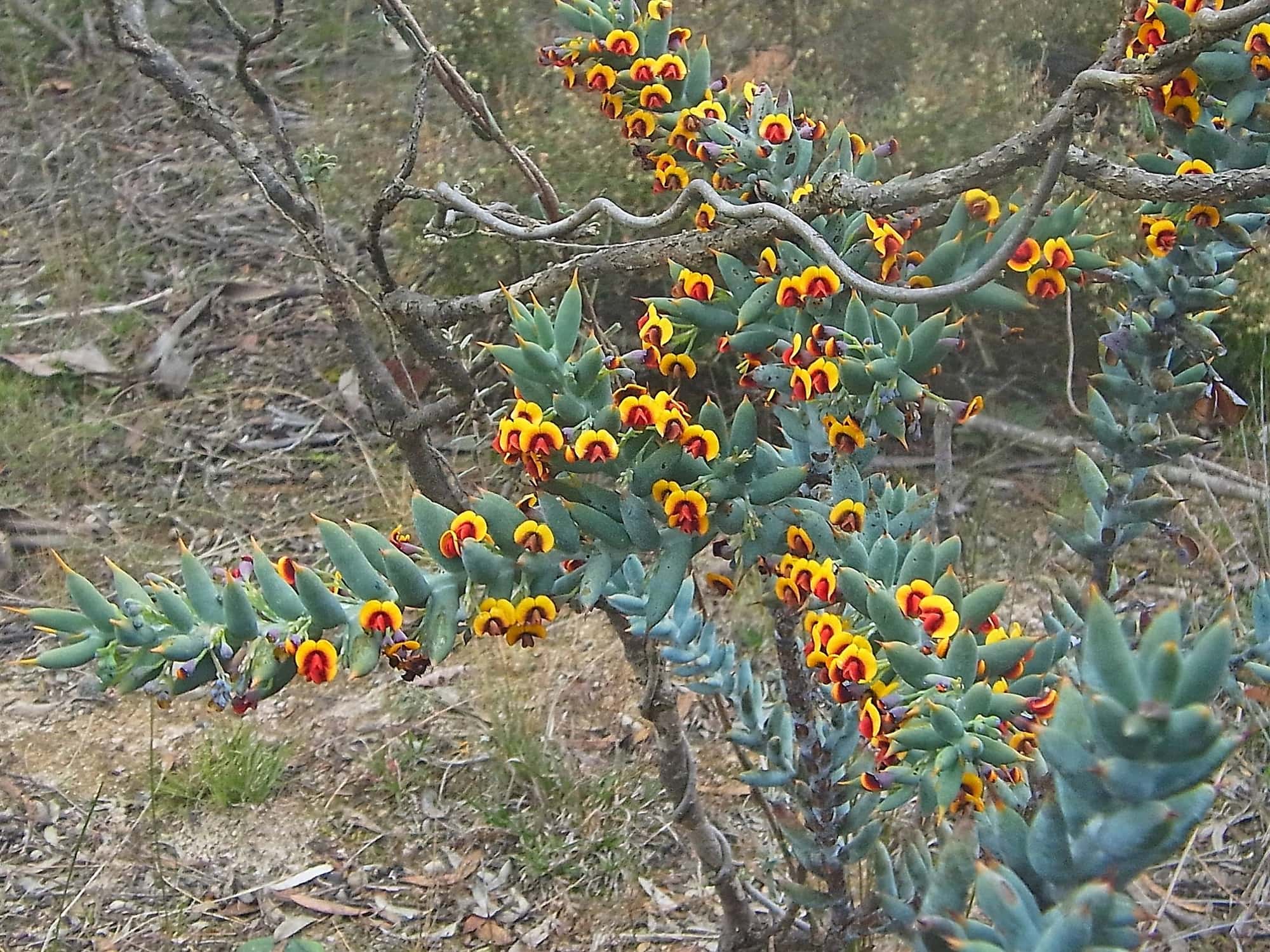 Daviesia pachyphylla (Ouch Bush) – Ausemade