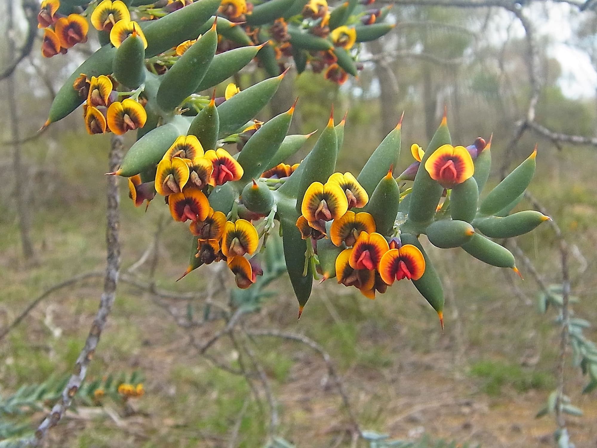 Daviesia pachyphylla (Ouch Bush) – Ausemade