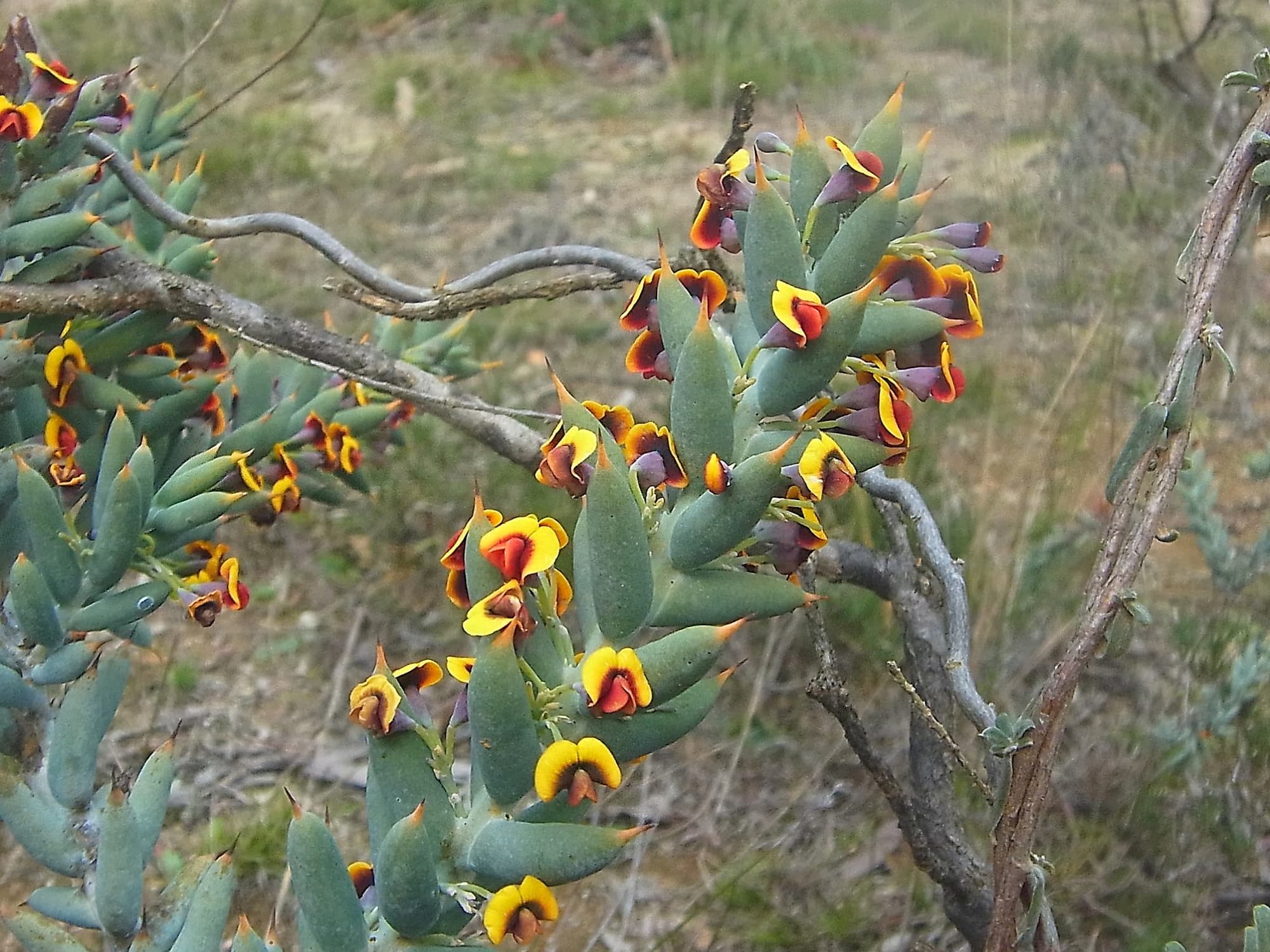 Daviesia pachyphylla (Ouch Bush) – Ausemade
