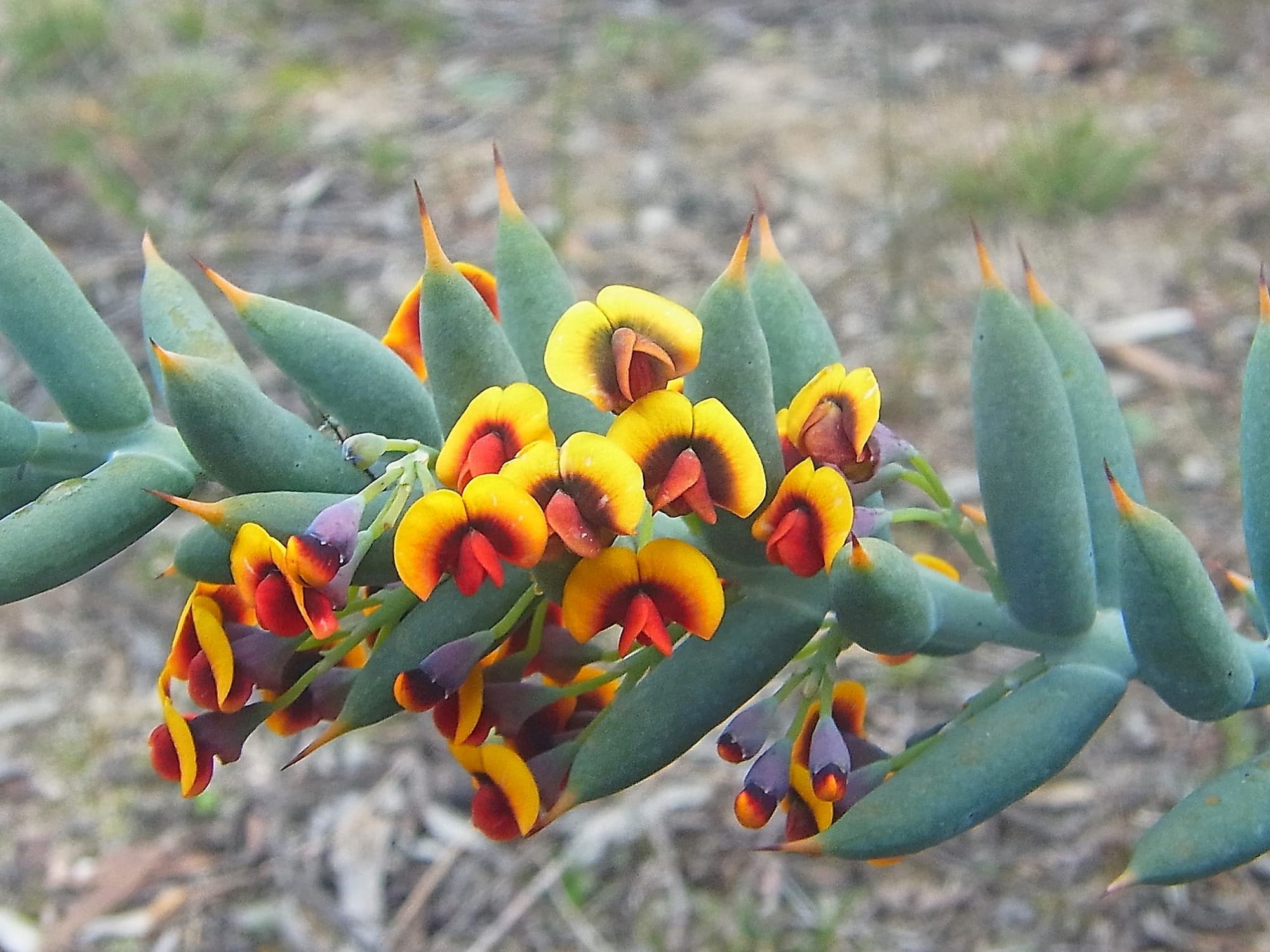Daviesia pachyphylla (Ouch Bush) – Ausemade