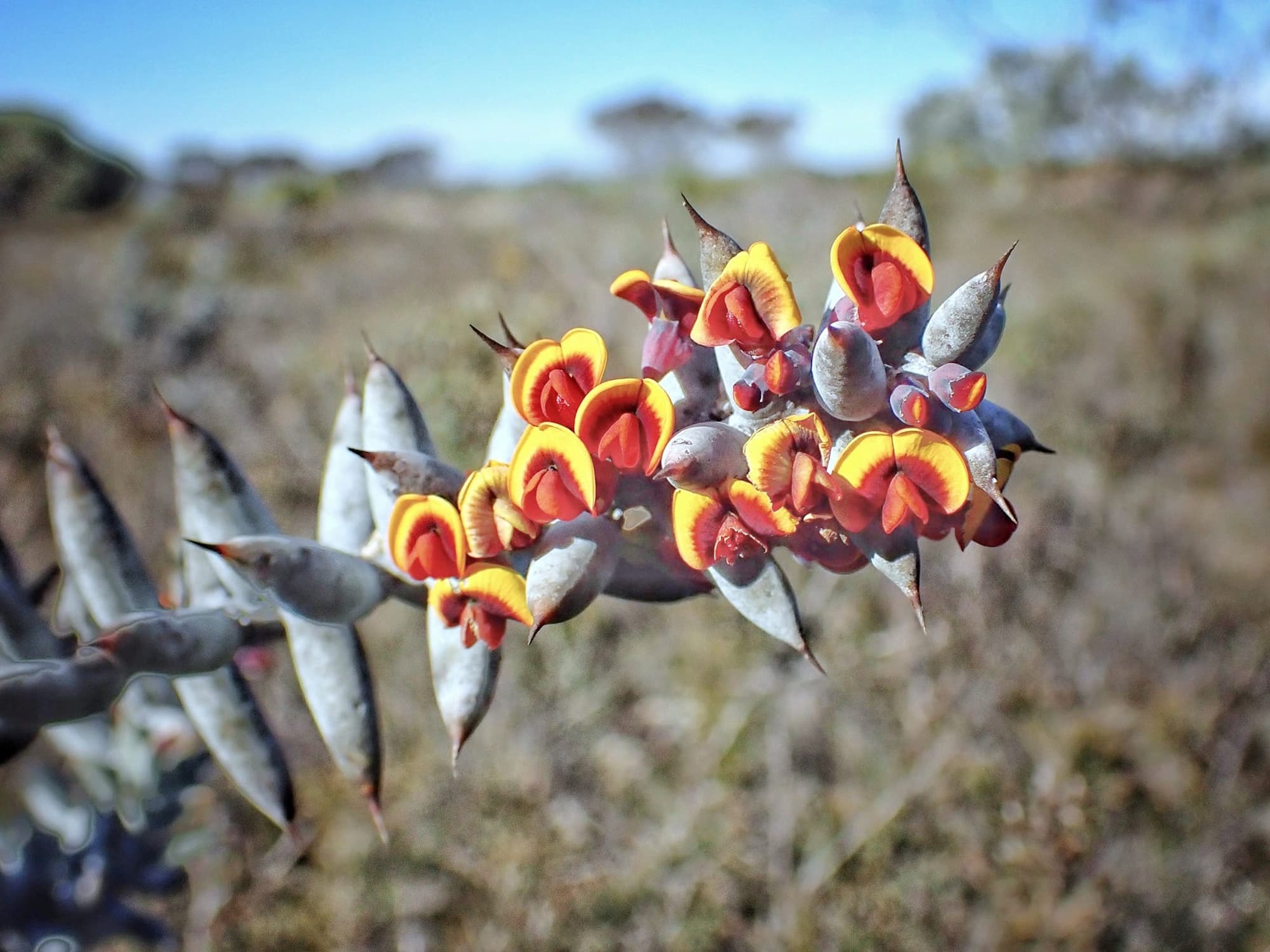 Daviesia pachyphylla (Ouch Bush) – Ausemade