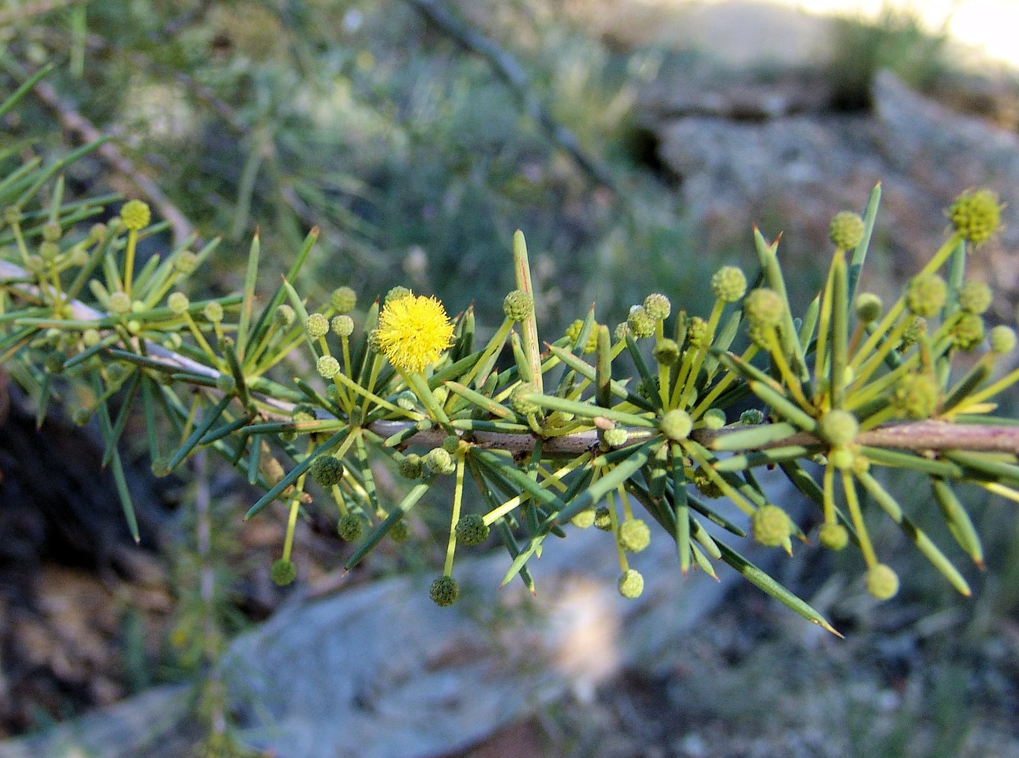 Dead Finish – Ausemade