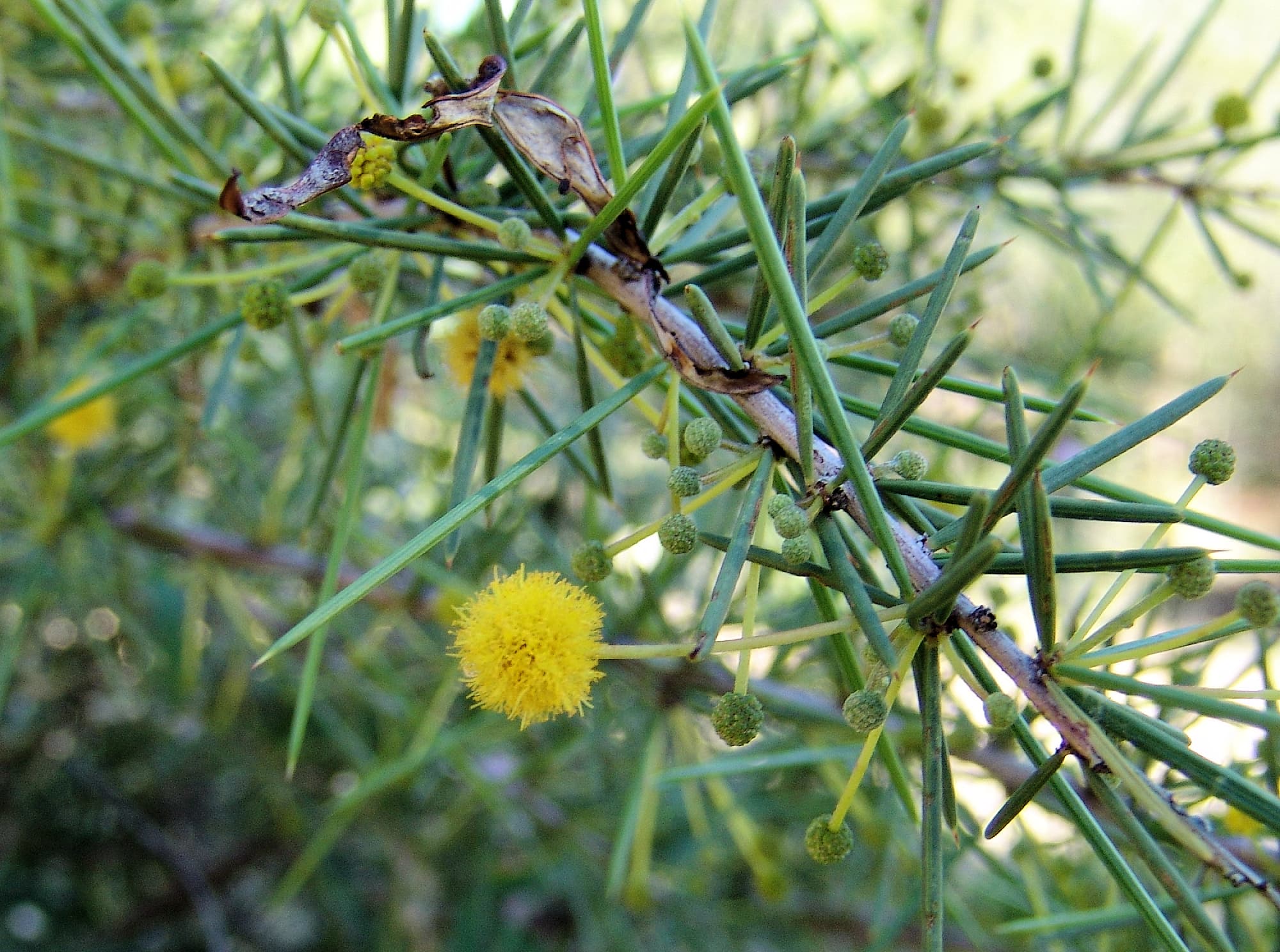 Dead Finish – Ausemade