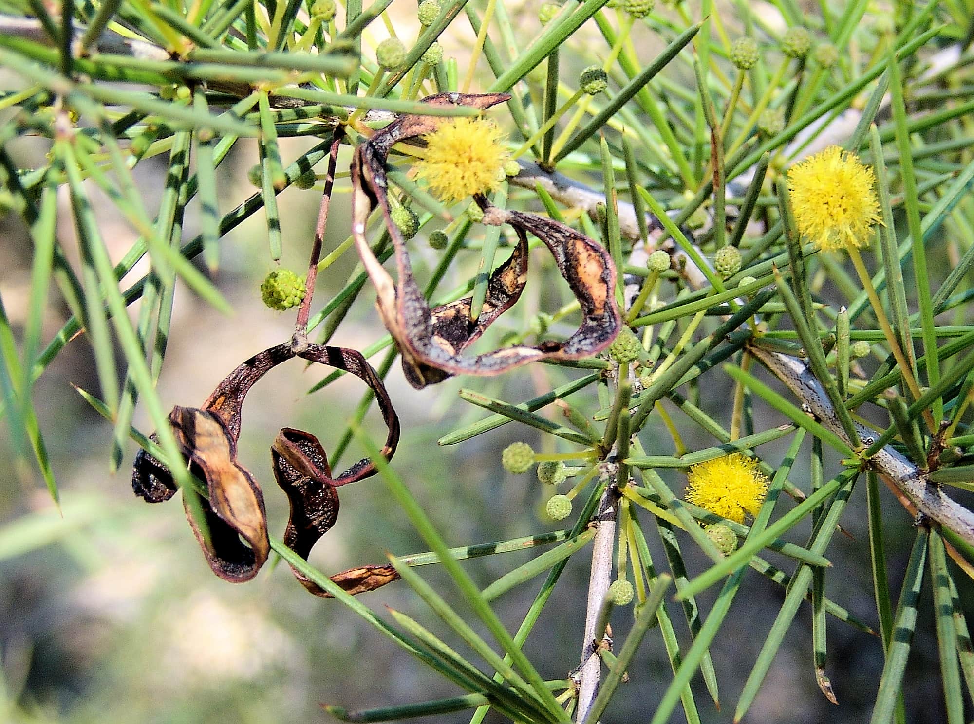 Dead Finish – Ausemade