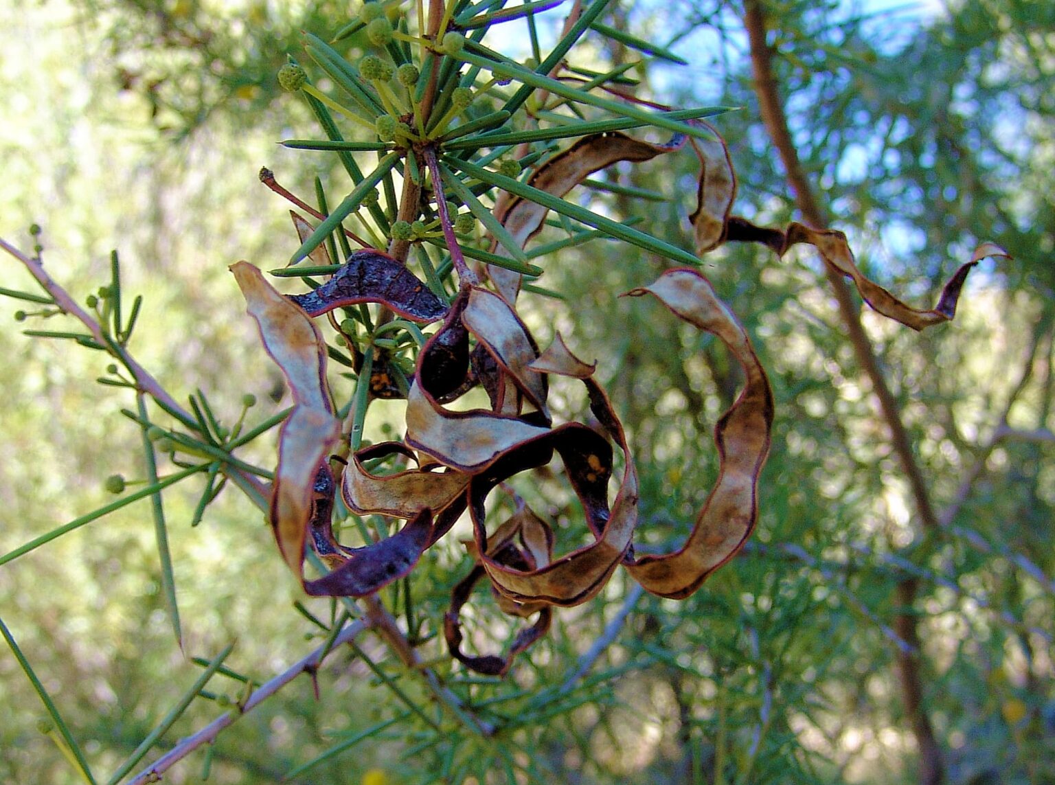 Dead Finish – Ausemade