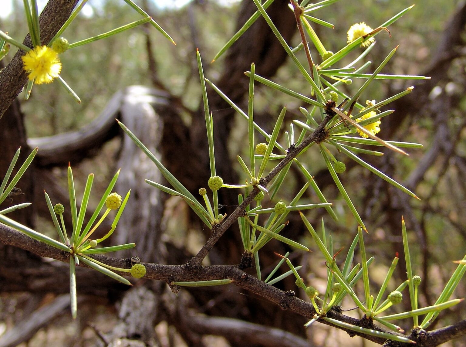 Dead Finish (Acacia tetragonophylla) – Ausemade