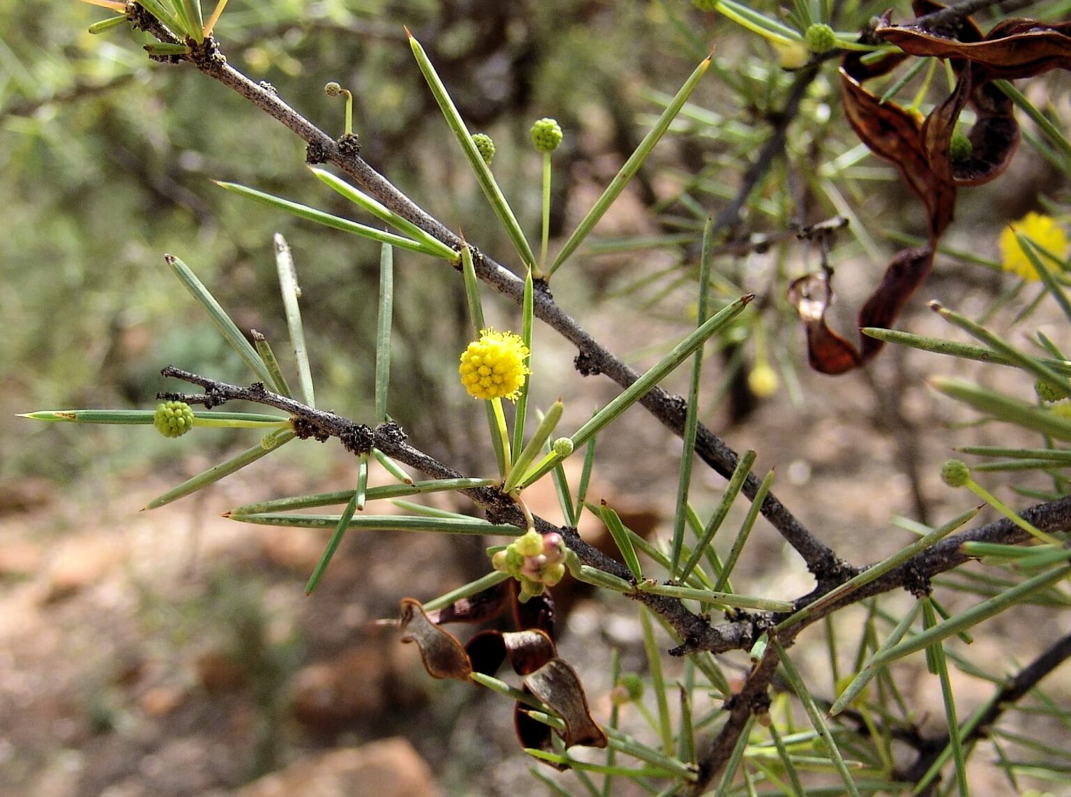 Dead Finish (Acacia tetragonophylla) – Ausemade