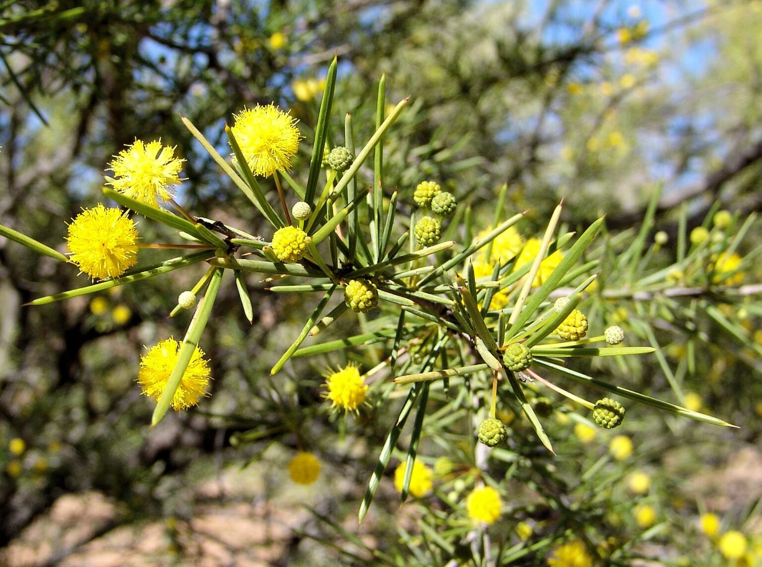 Dead Finish (Acacia tetragonophylla) – Ausemade