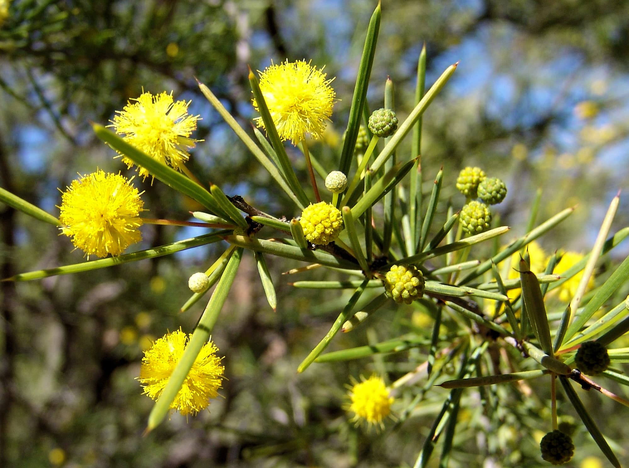 Dead Finish (Acacia tetragonophylla) – Ausemade