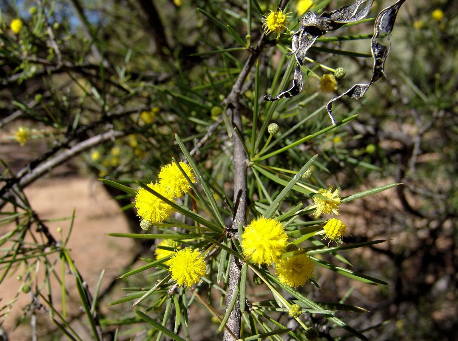 Dead Finish (Acacia tetragonophylla) – Ausemade