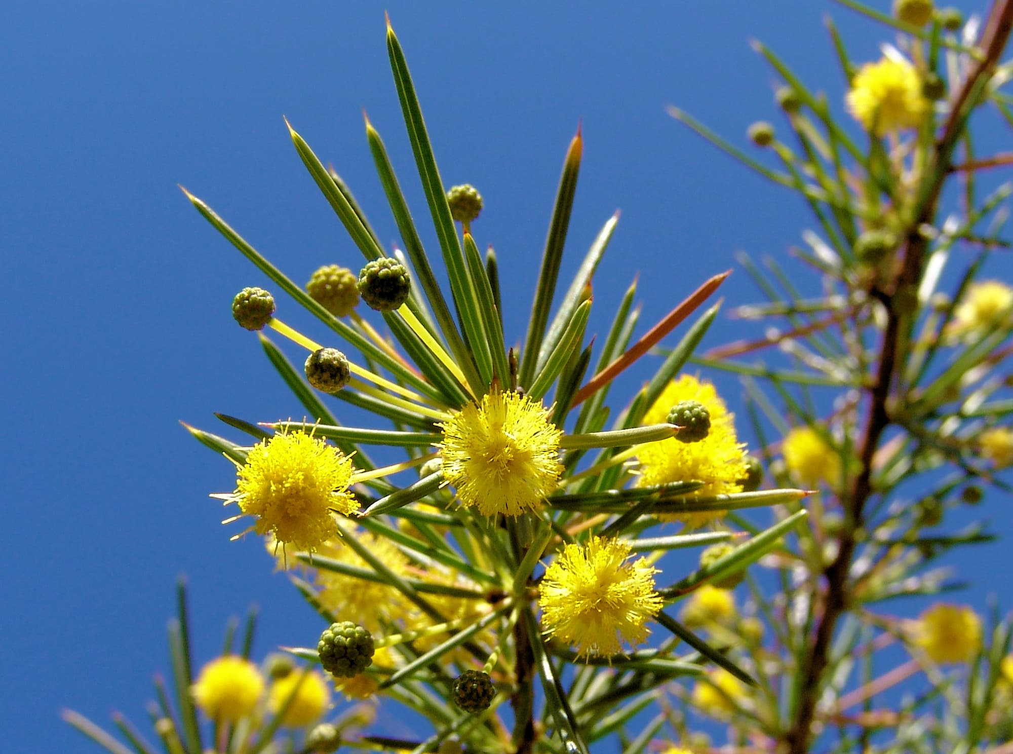 Acacia – Ausemade