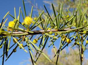 Dead Finish (Acacia tetragonophylla) – Ausemade