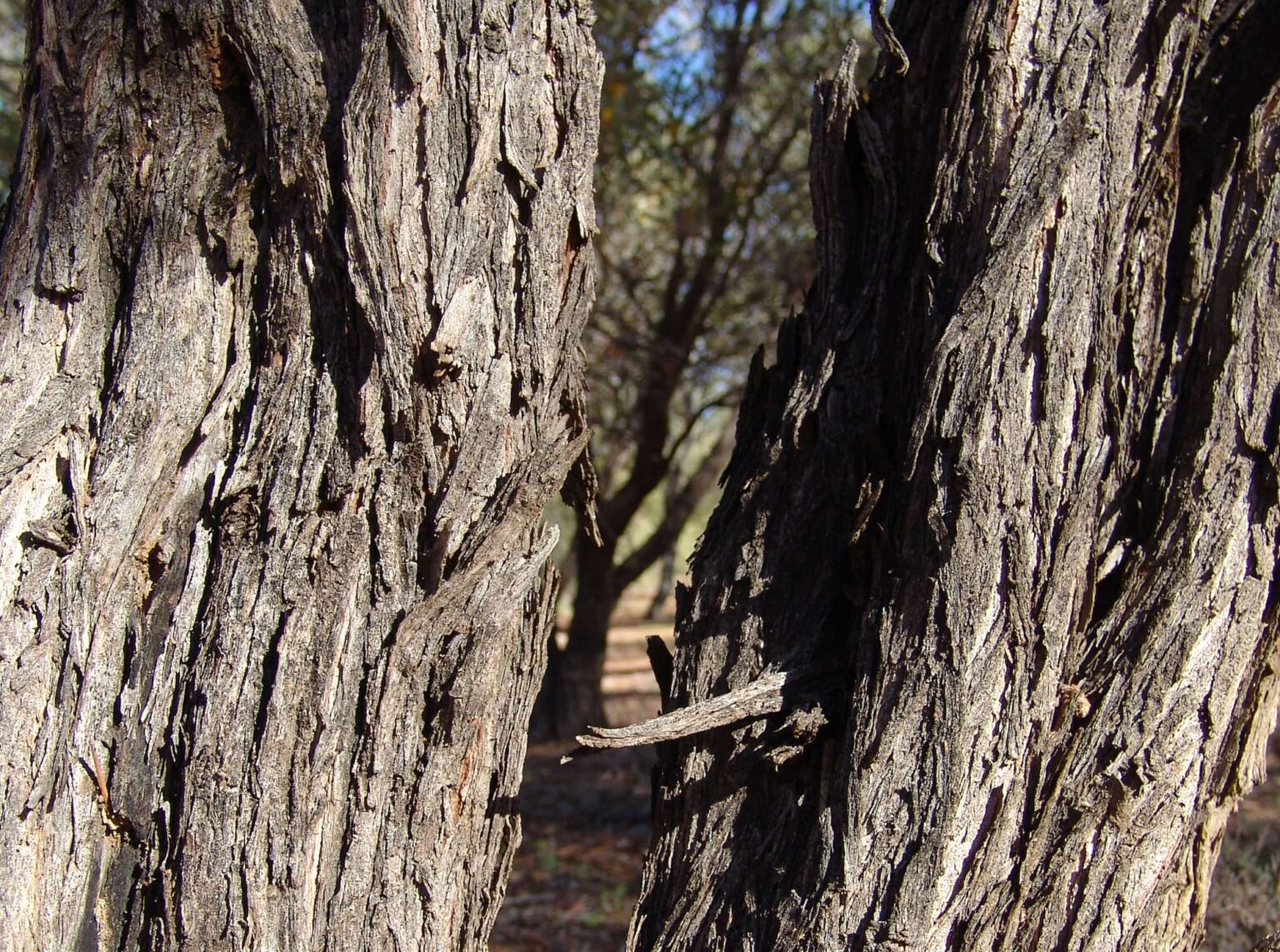 Dead Finish (Acacia tetragonophylla) – Ausemade