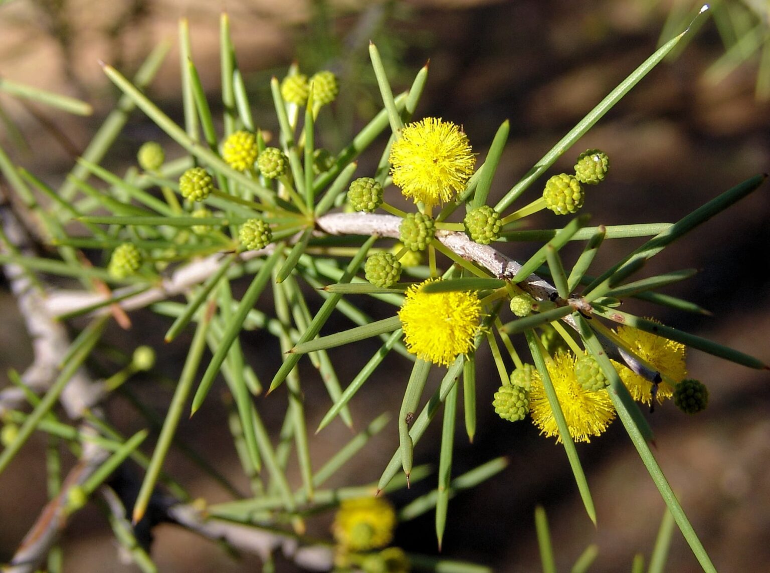 Dead Finish (Acacia tetragonophylla) – Ausemade