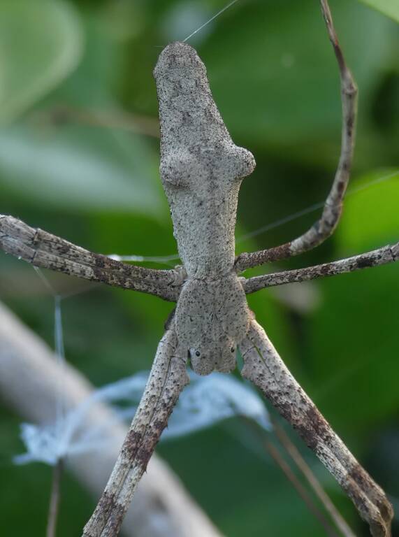 Ogre-faced Net-casting Spider – Ausemade