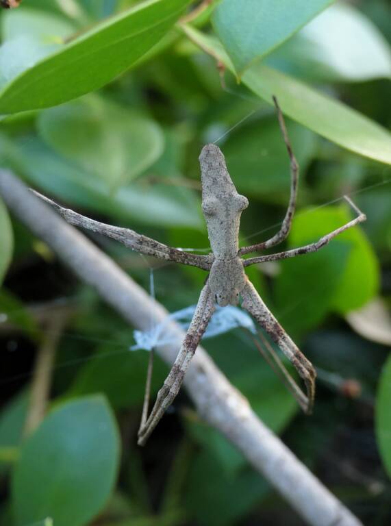 Ogre-faced Net-casting Spider – Ausemade