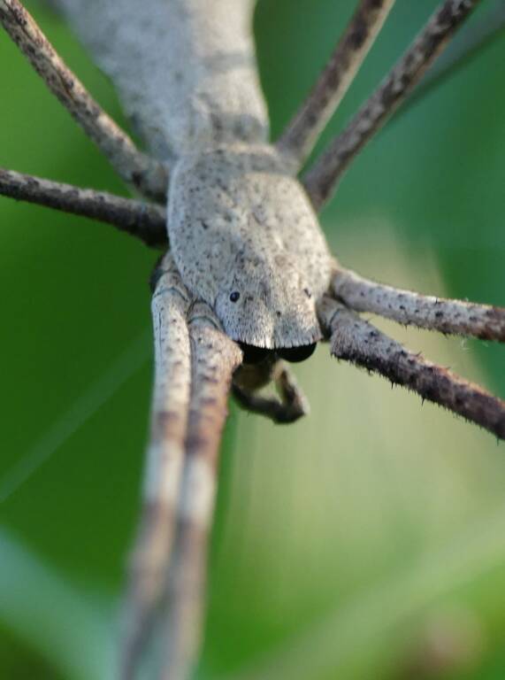 Ogre-faced Net-casting Spider – Ausemade