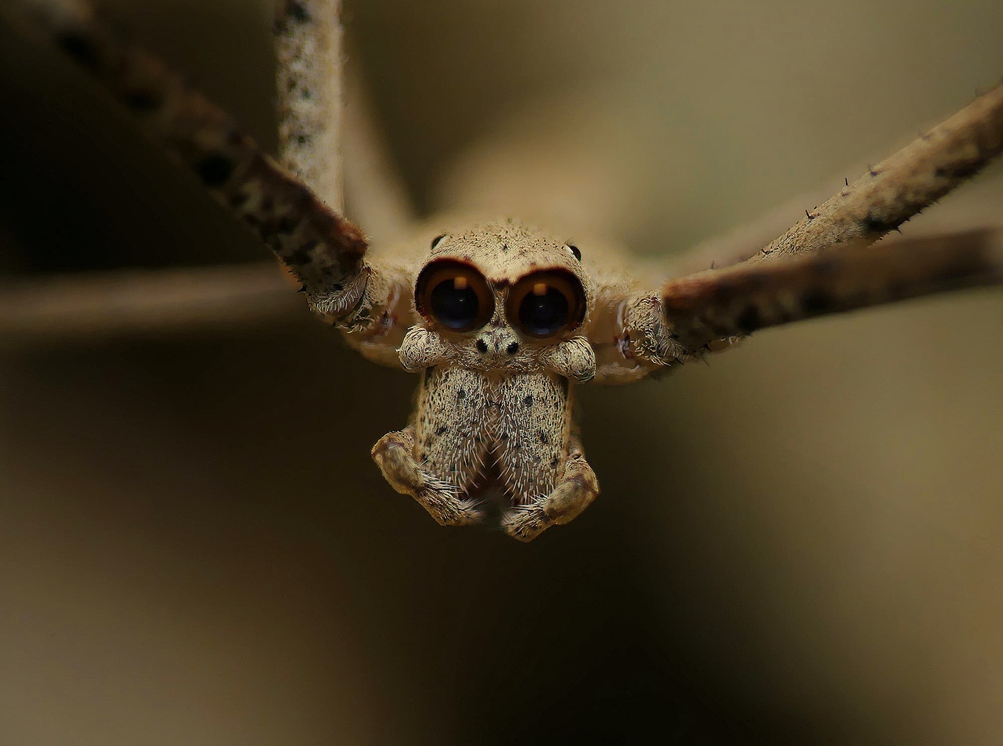 Ogre-faced Net-casting Spider – Ausemade