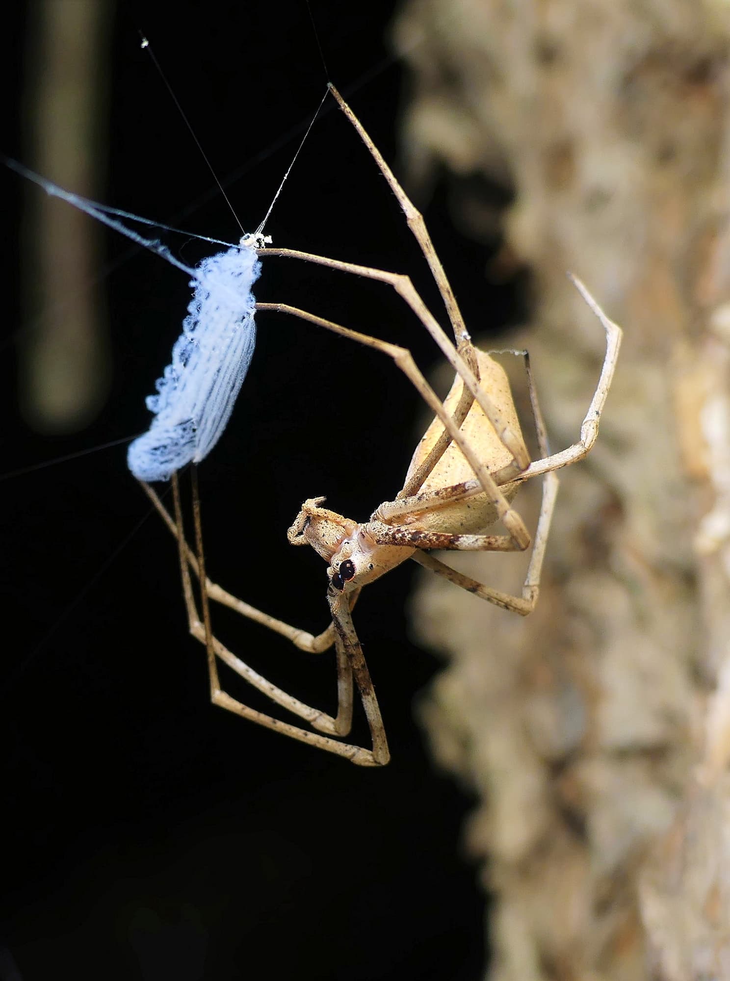 Net Casting Deinopis – Ausemade