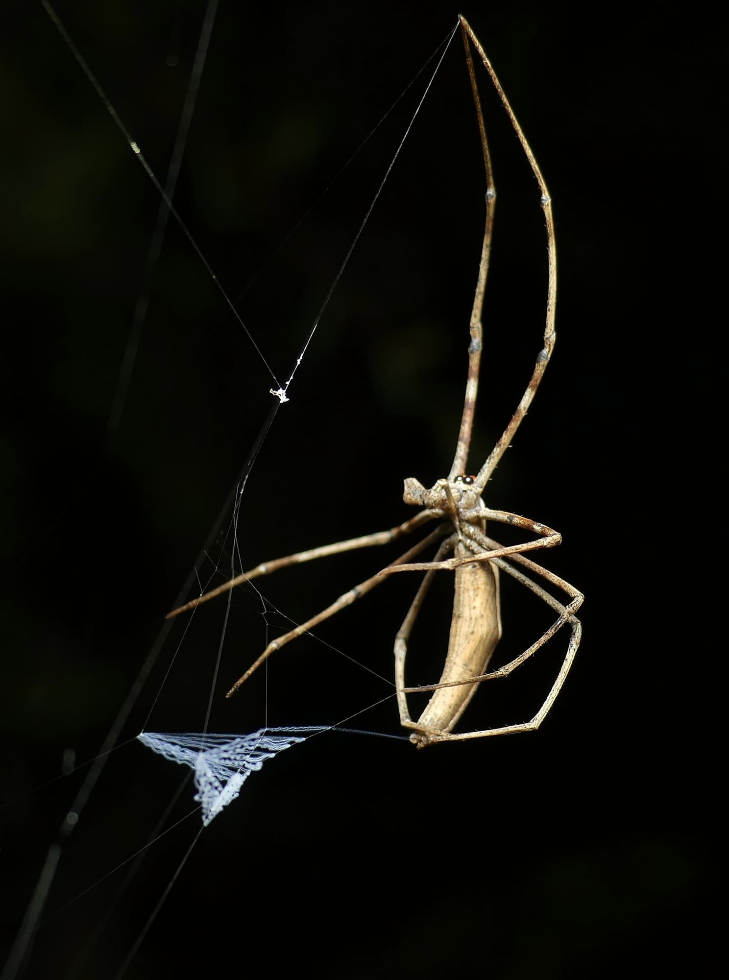 Net Casting Deinopis – Ausemade