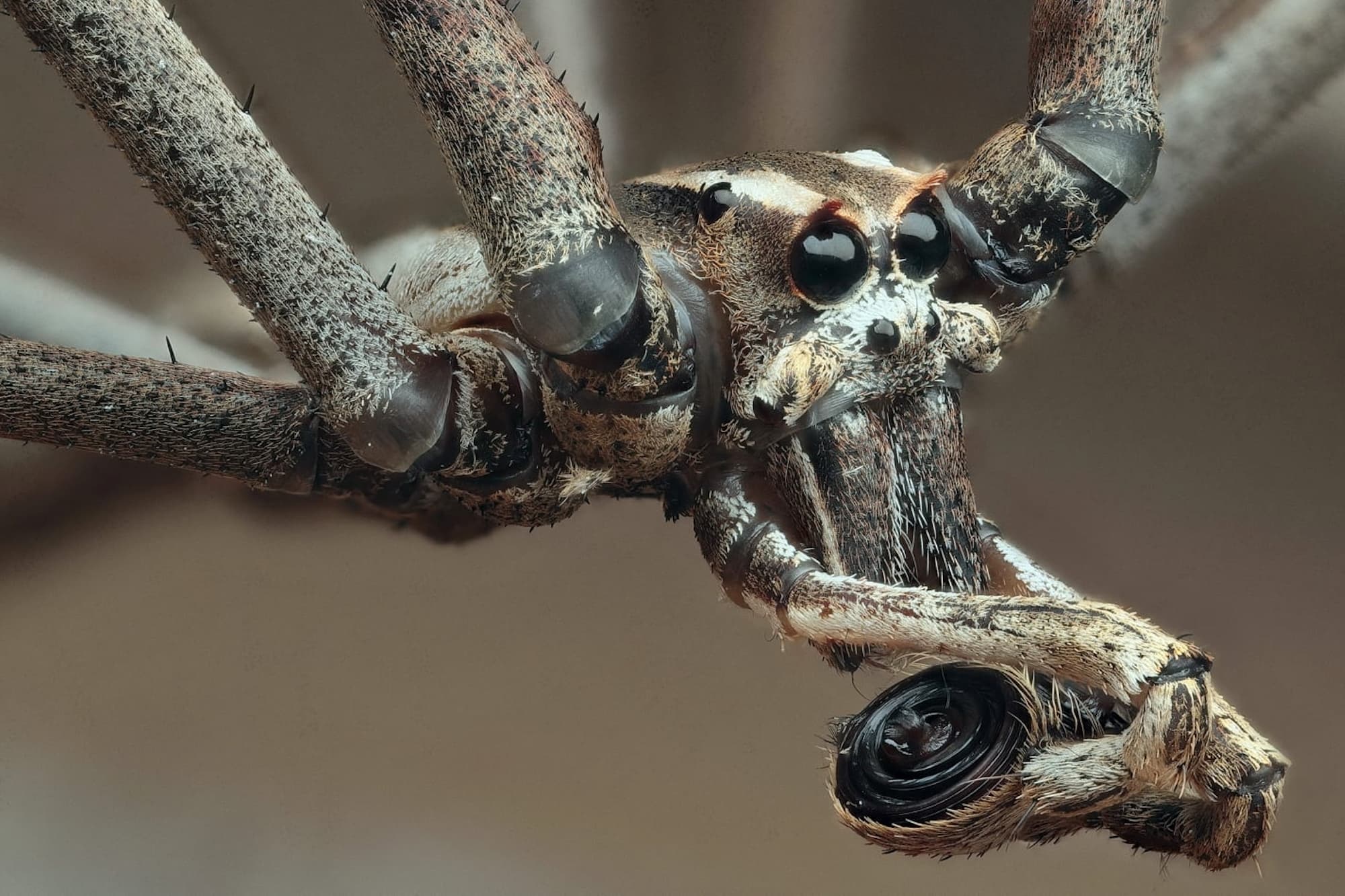 Deinopis subrufa (Net-casting Spider) – Ausemade