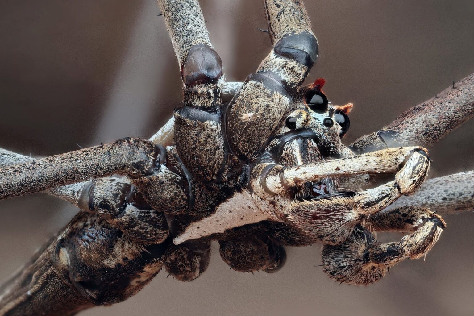 Deinopis subrufa (Net-casting Spider) – Ausemade