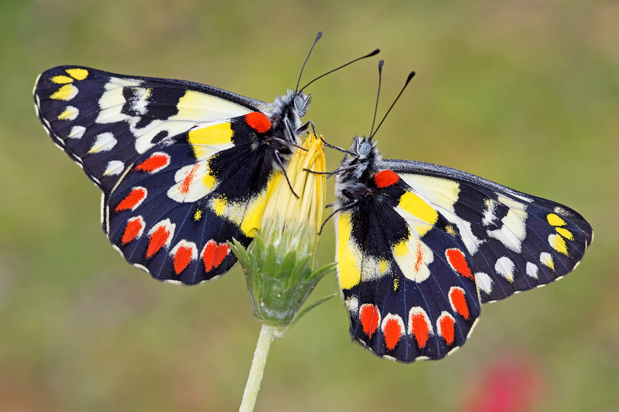 Red Spotted Jezebel (Delias aganippe) – Ausemade