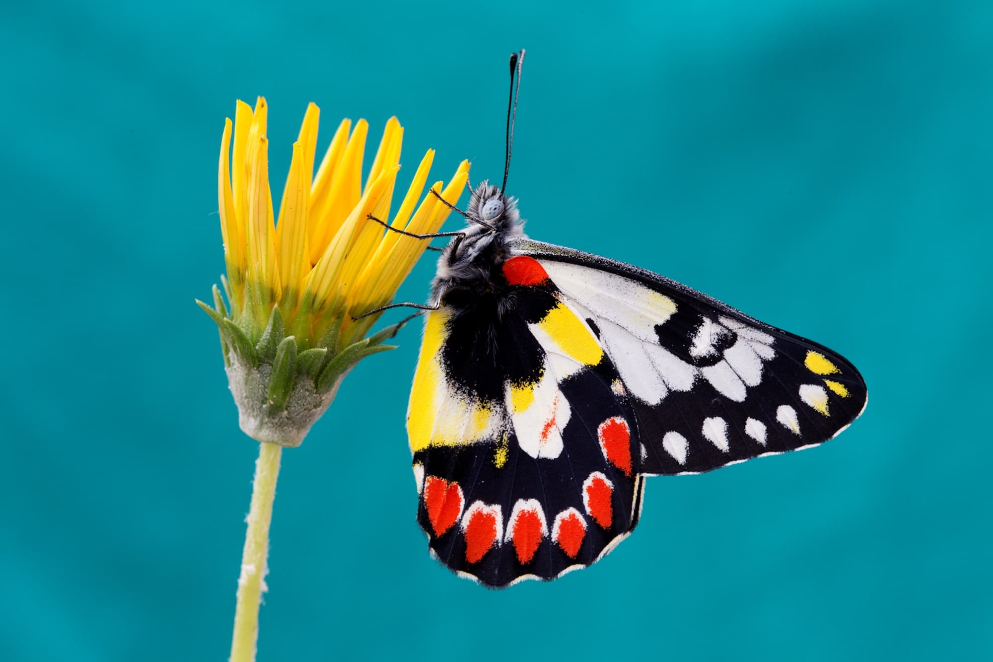 Red Spotted Jezebel (Delias aganippe) – Ausemade