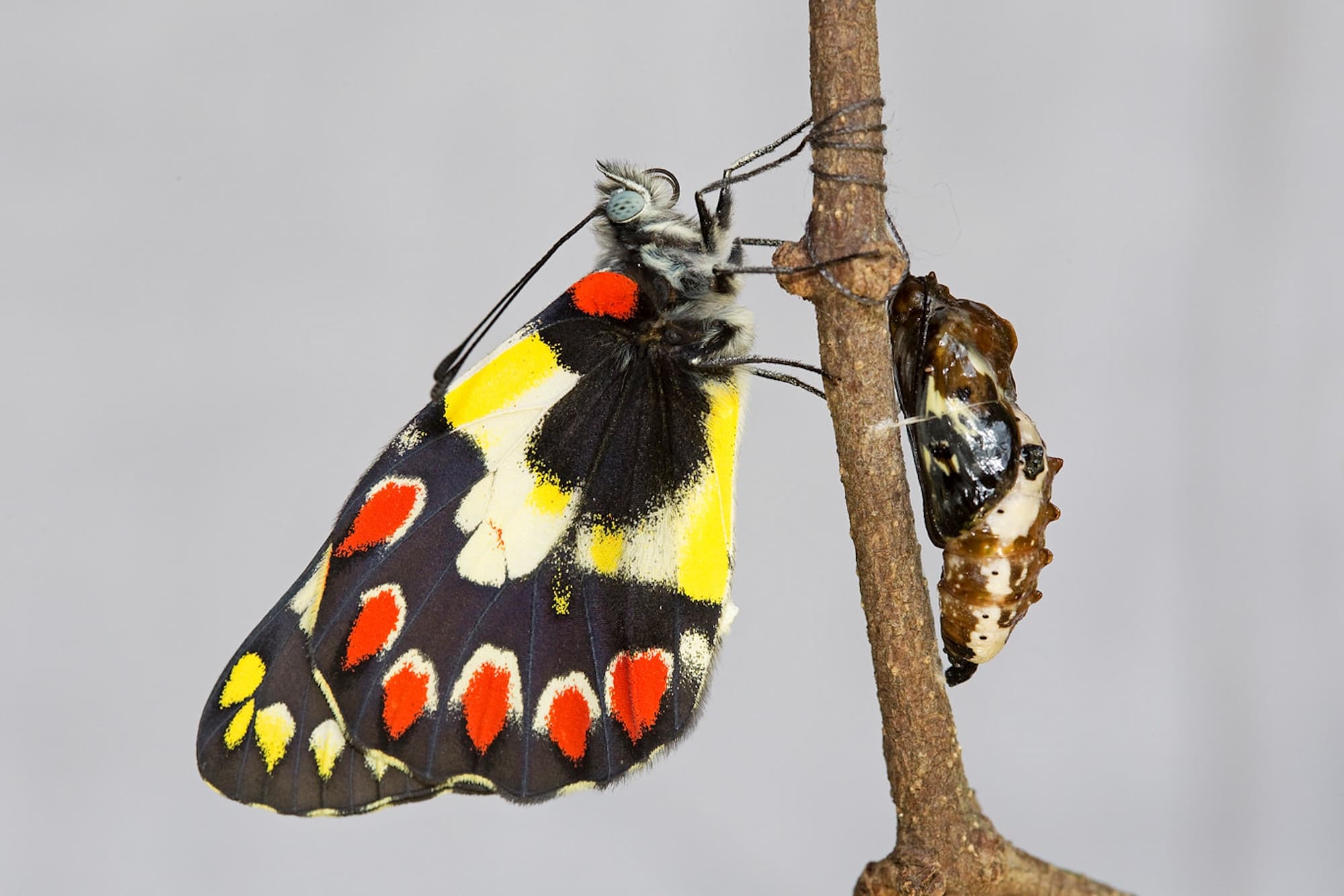 Red Spotted Jezebel (Delias aganippe) – Ausemade