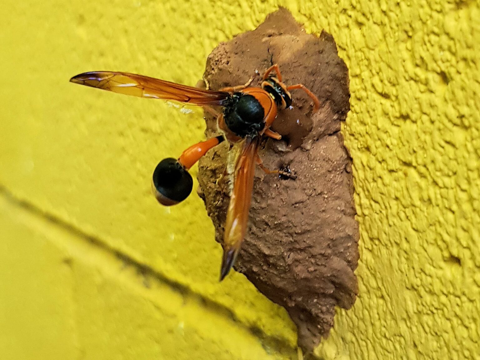 Mud Wasp – Ausemade