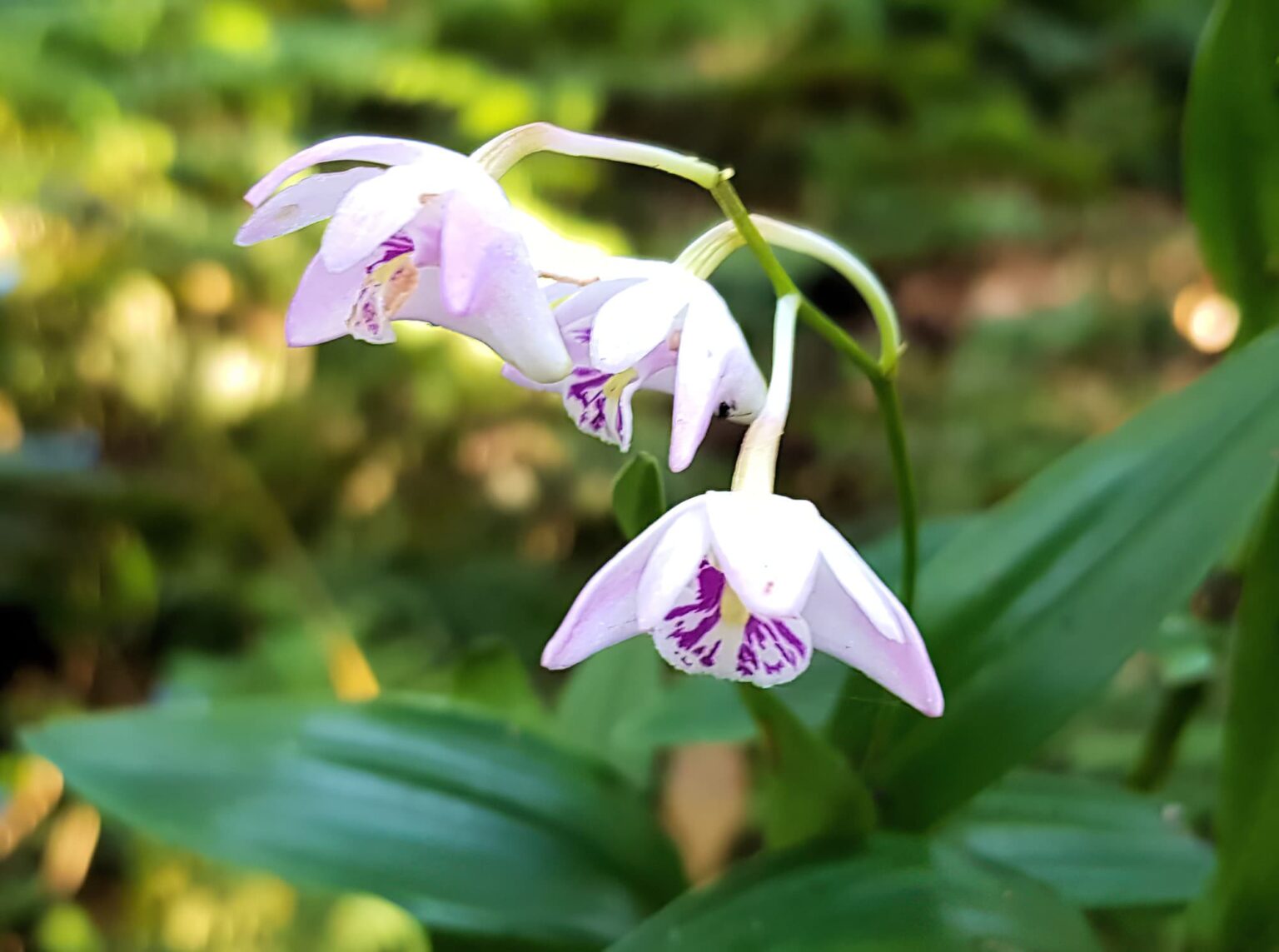 Dendrobium kingianum (Pink Rock Orchid) – Ausemade