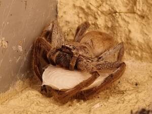 Northern Territory Fauna – Ausemade