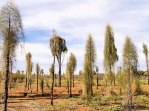 Desert Oaks – Ausemade