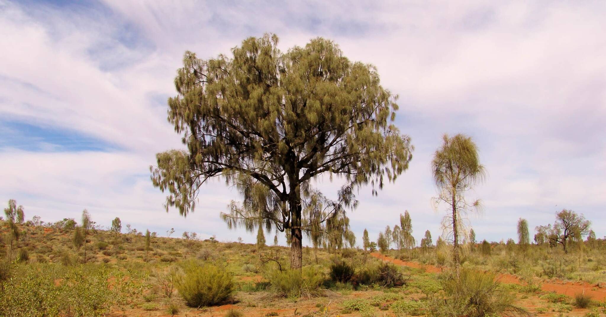 Desert Oaks – Ausemade