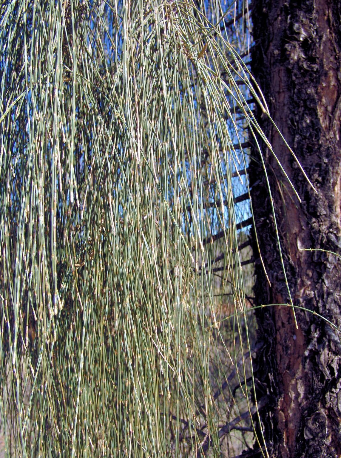 Desert Oaks – Ausemade