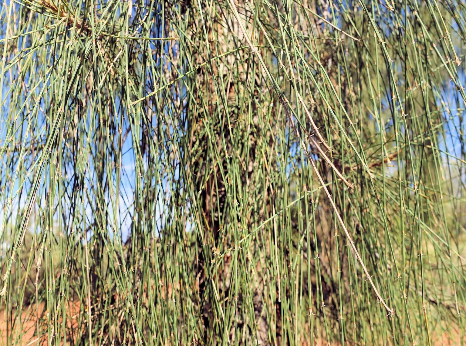 Desert Oak – Ausemade