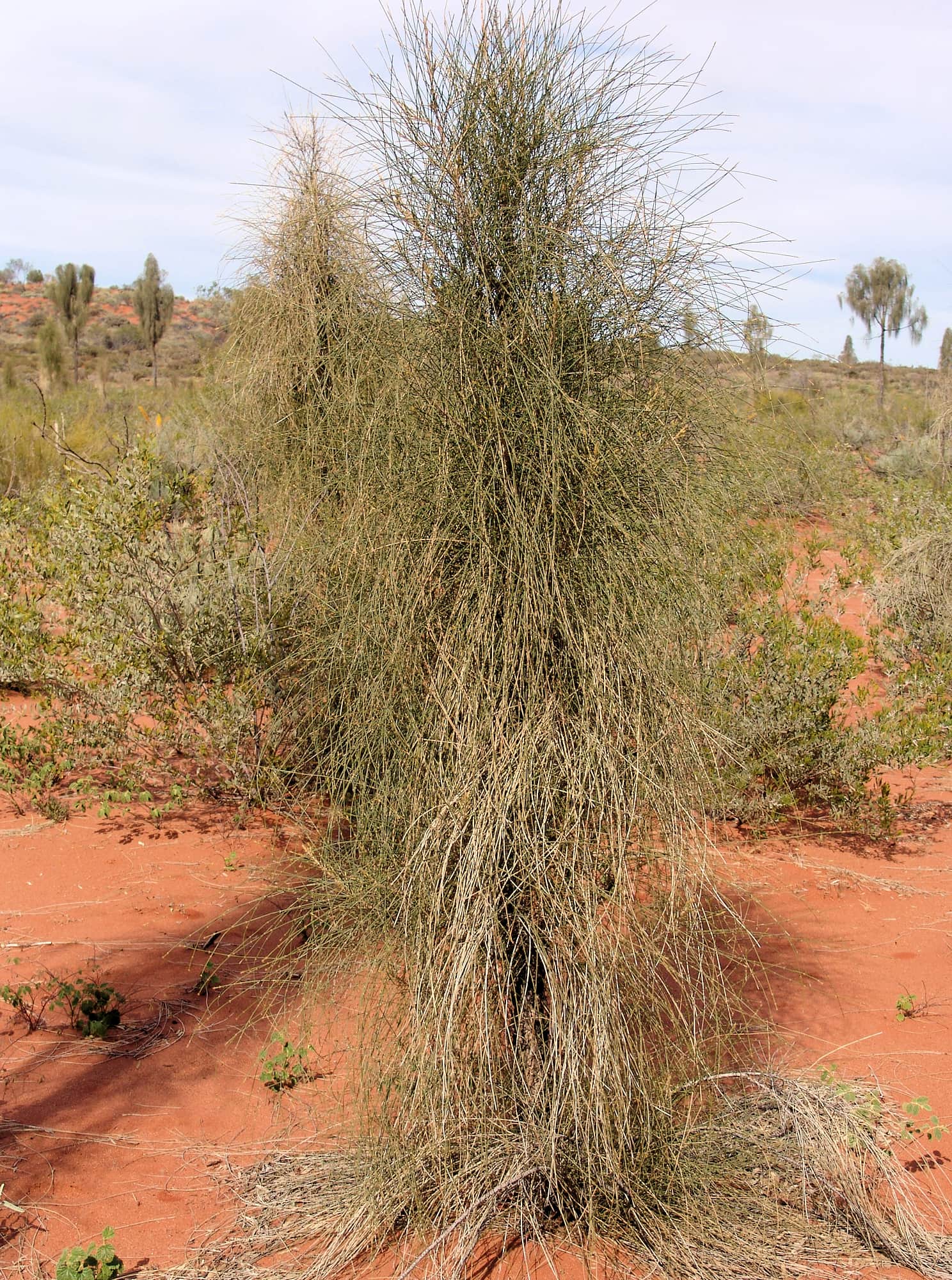 Desert Oaks – Ausemade