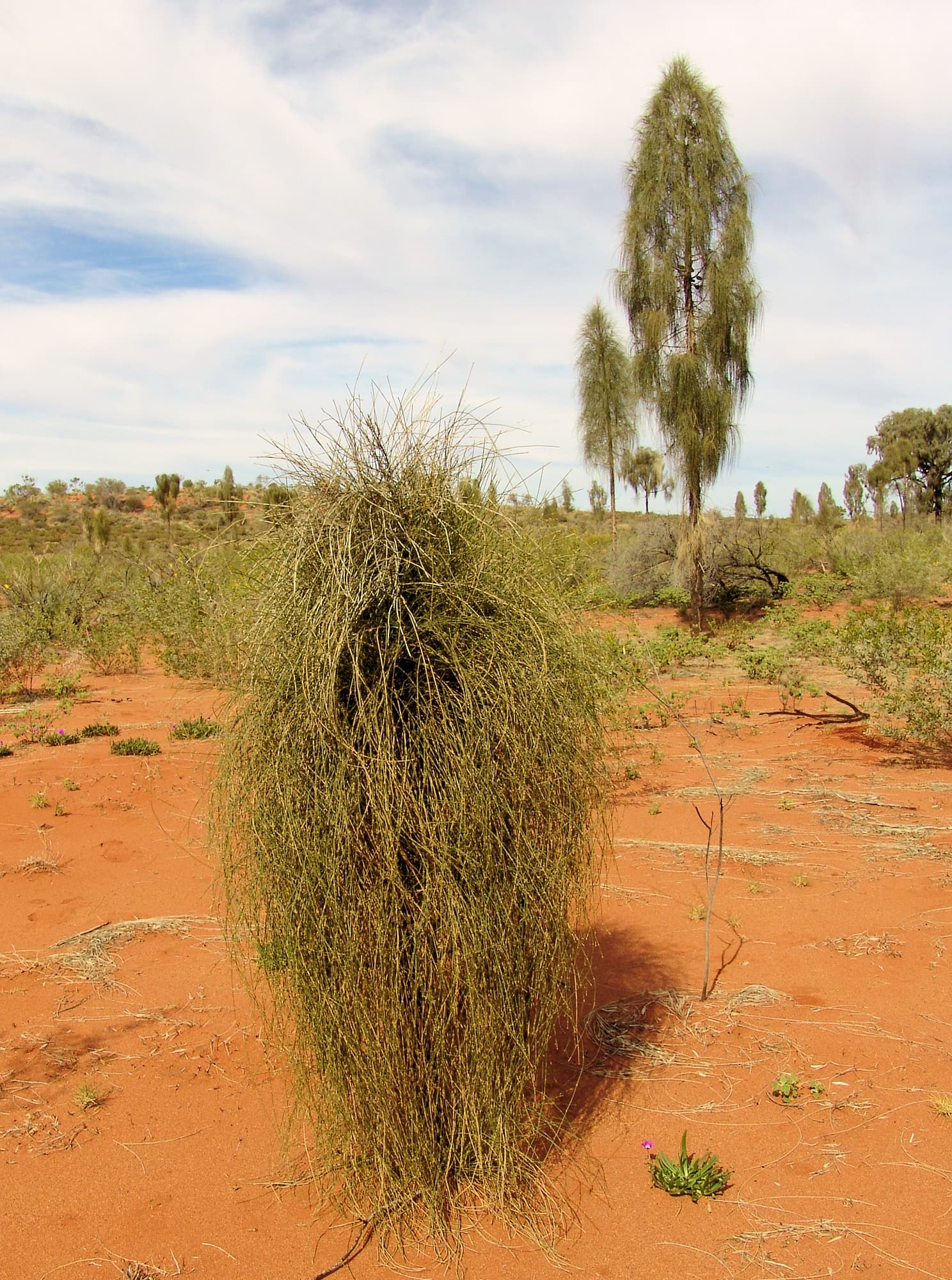 Desert Oaks – Ausemade