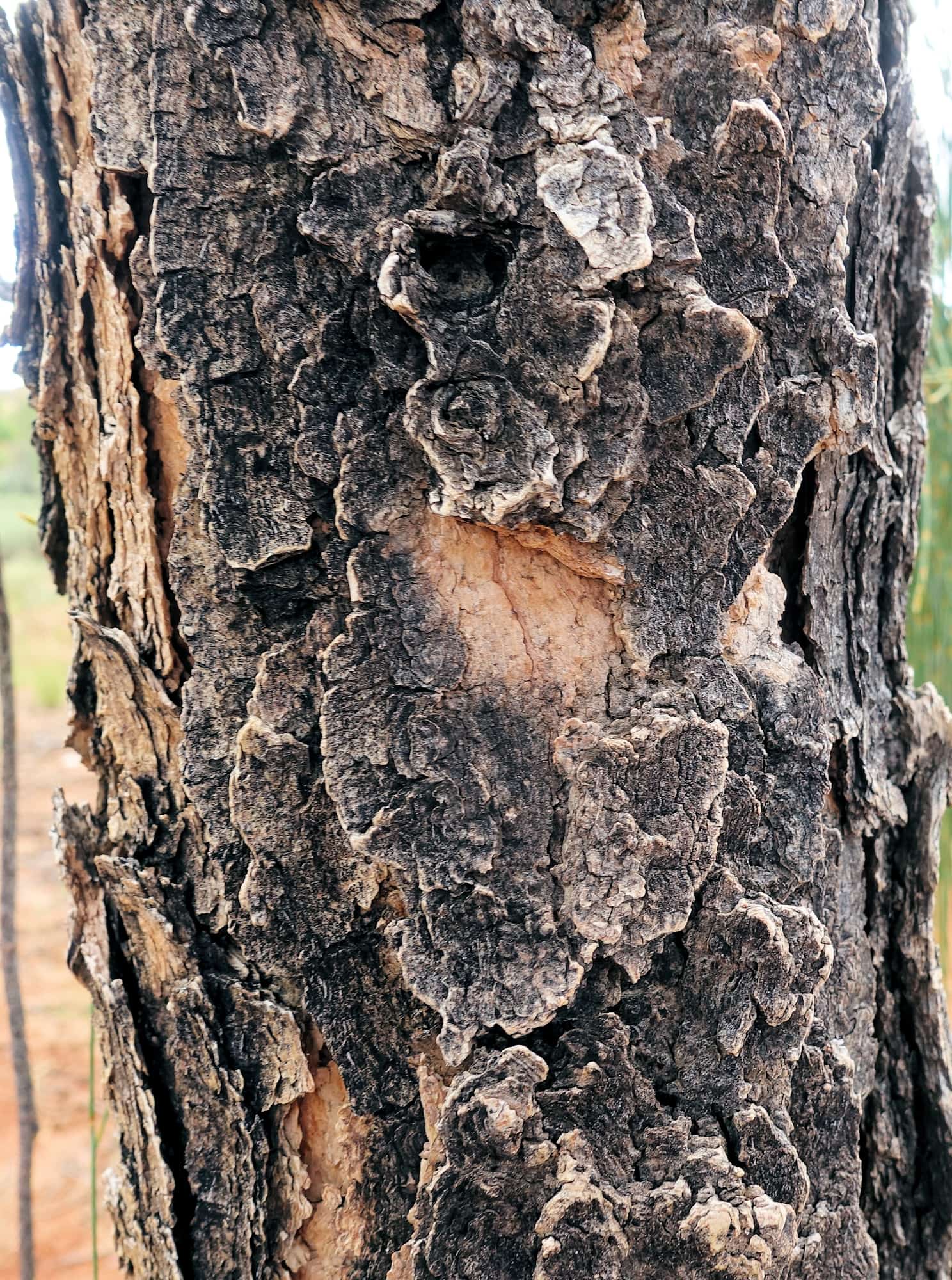 Desert Oak – Ausemade