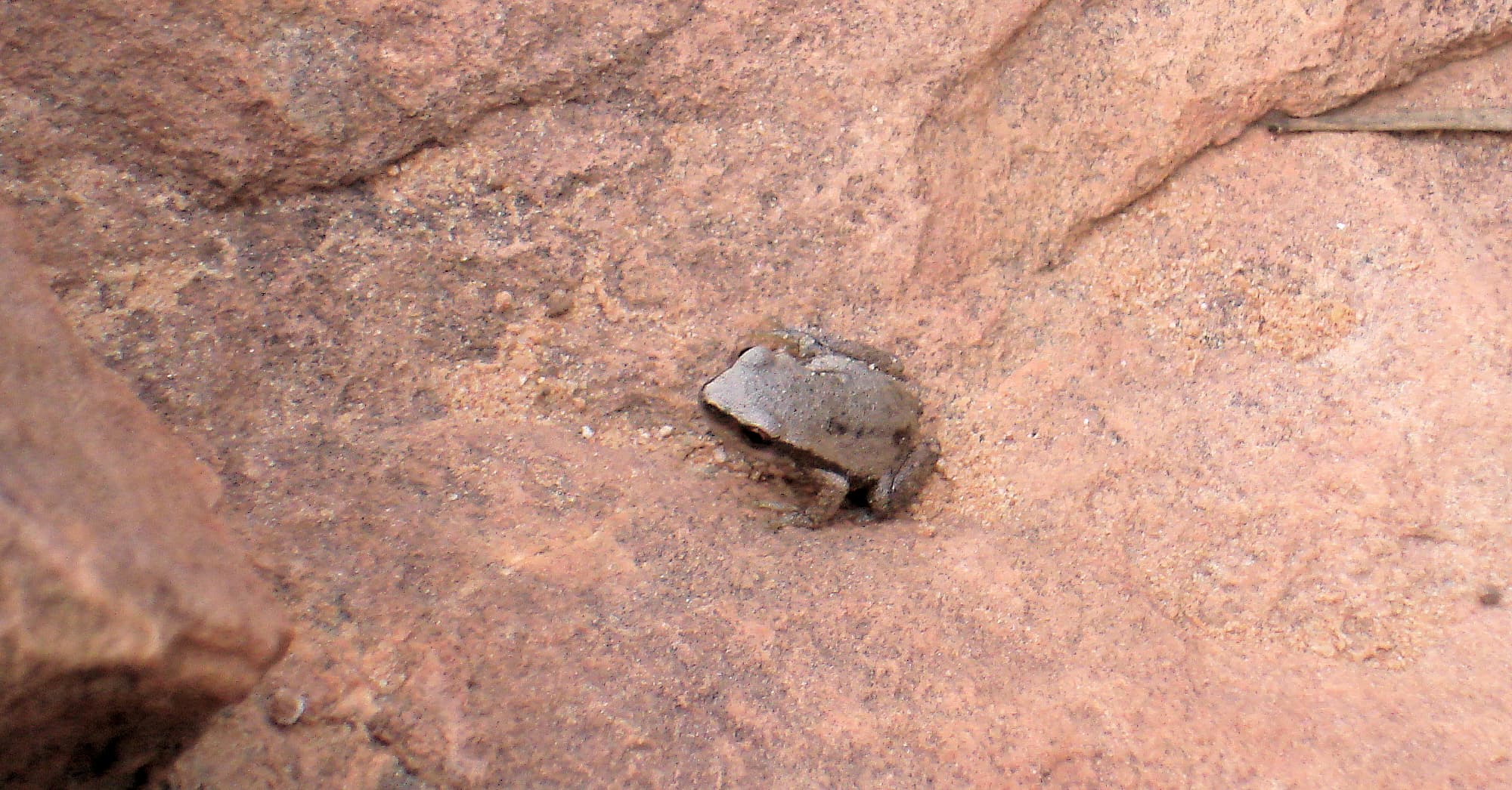 Desert Tree Frog – Ausemade
